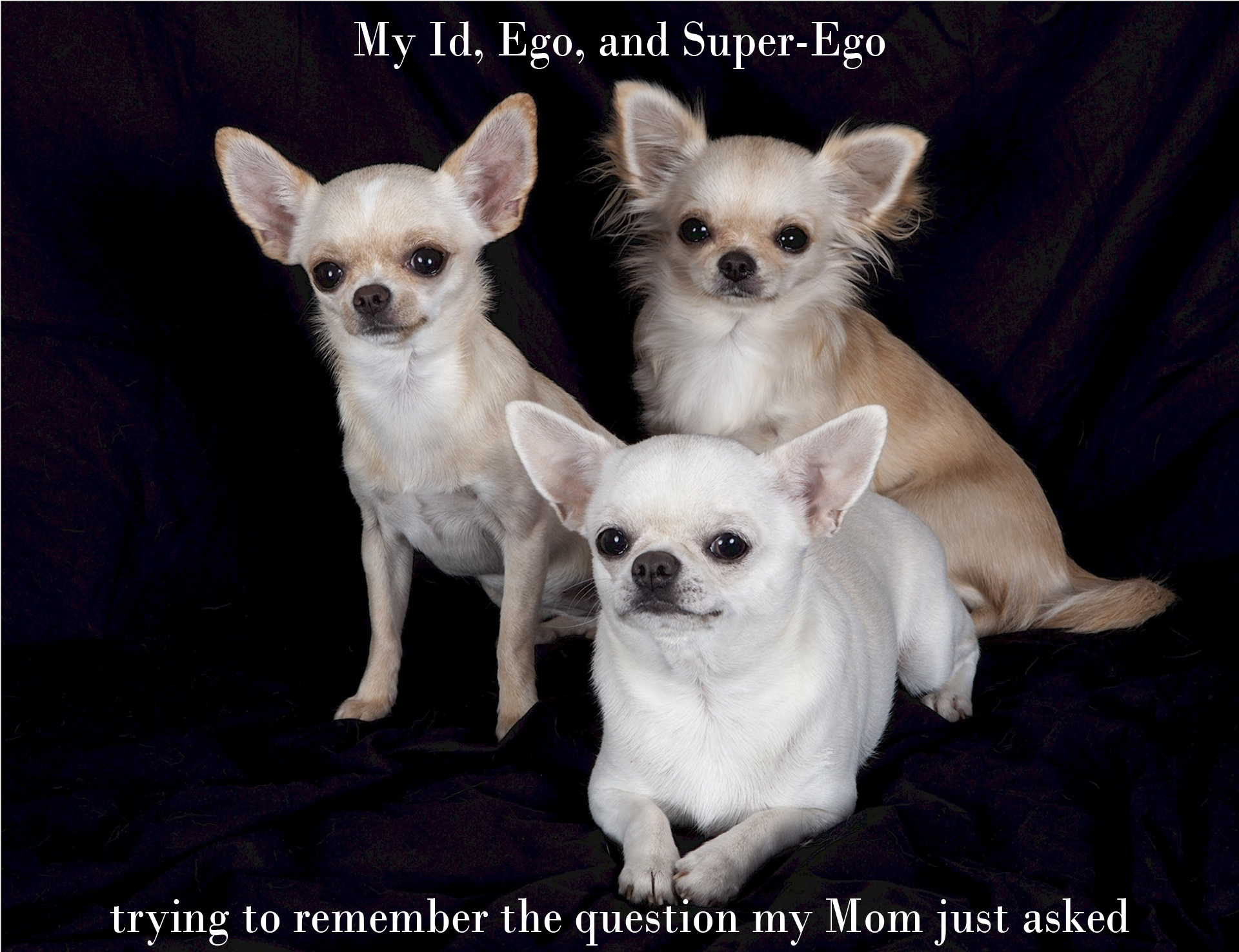 Adhd Dog Memes