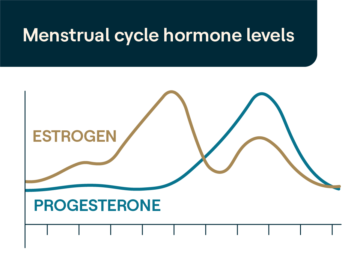 Menstrual Cycle Estrogen Progesterone Levels